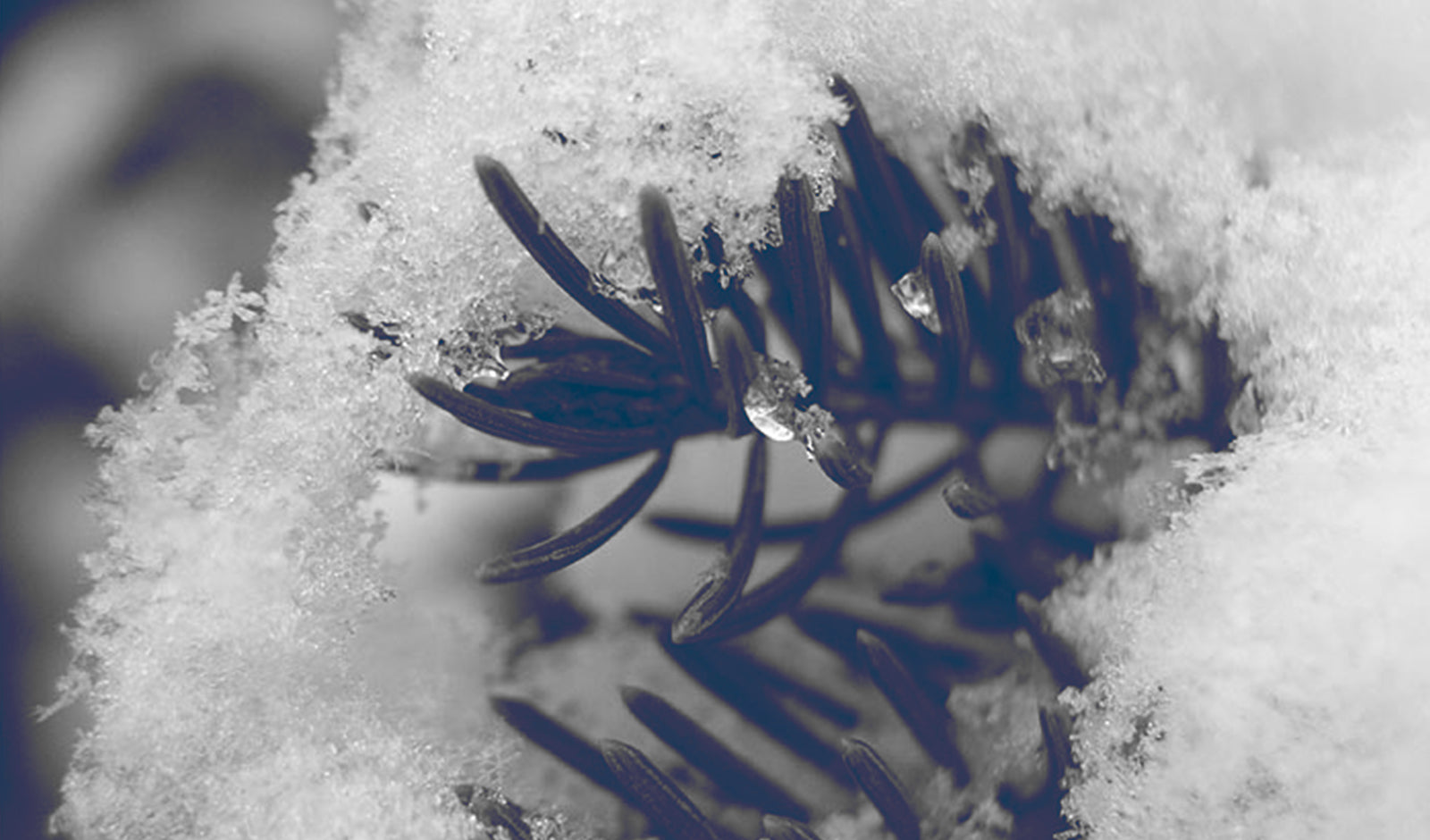 Winter Wellness with Biogenic CBD