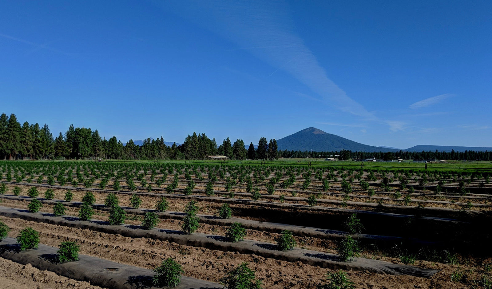 What makes our CBD different? – Biogenic CBD